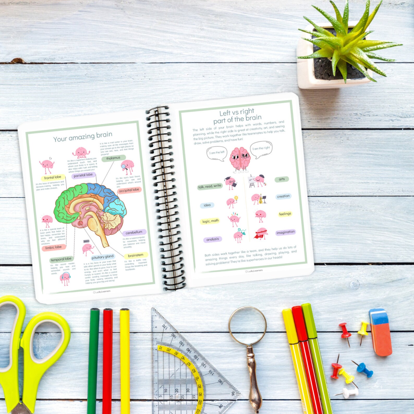 Human Brain Anatomy, Brain Parts Matching, Printable Preschool Science ...