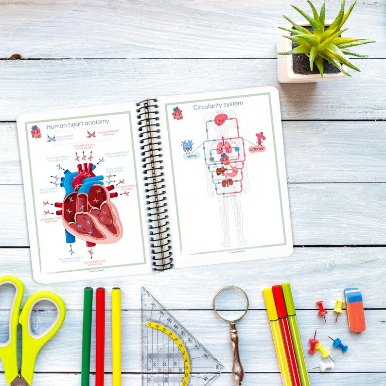 Human Anatomy Busy Book, Homeschool Preschool Printable (PDF) - Etsy UK