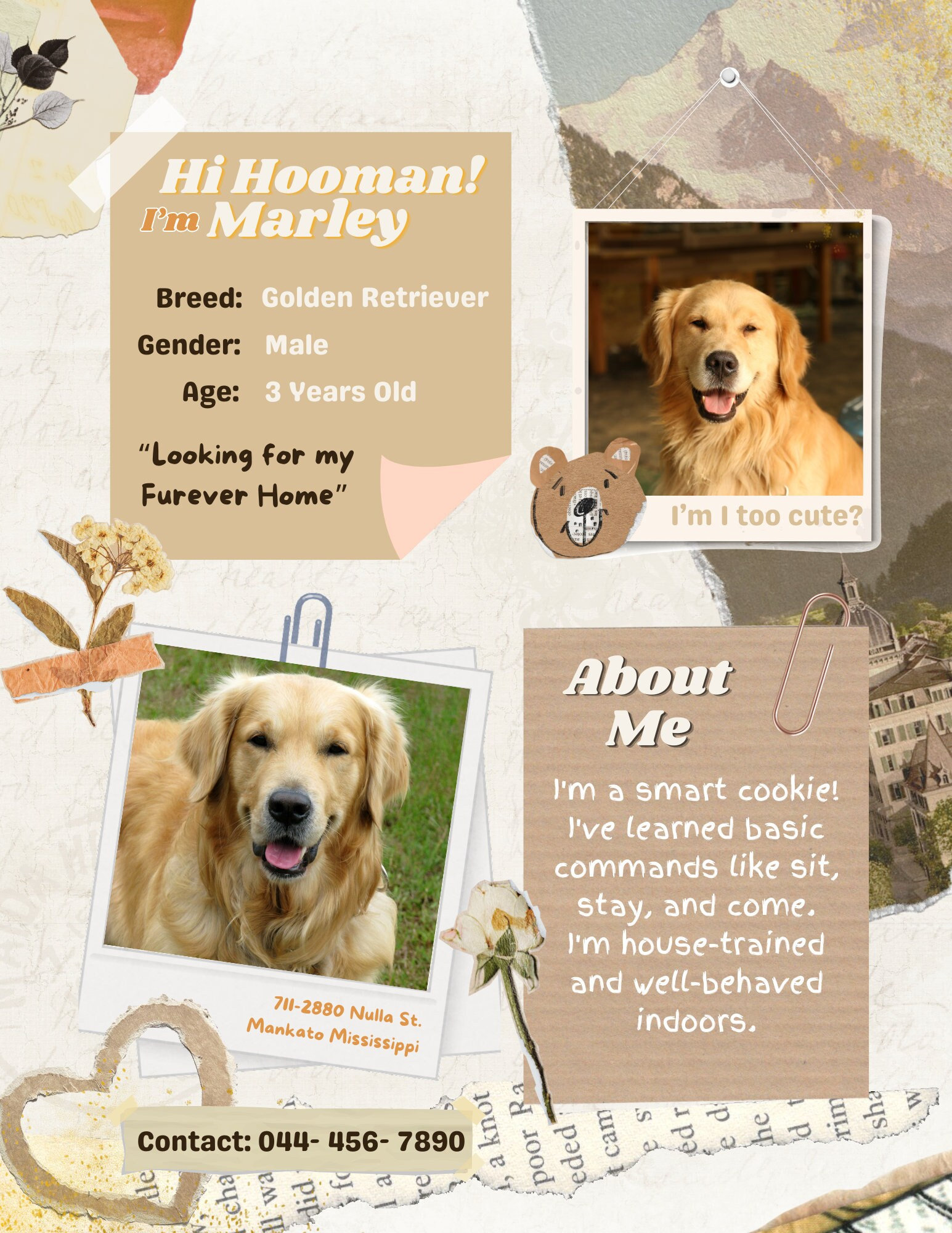 Adopt Me Flyer Template, Adopt A Pet Poster Template, Dog Adoption ...