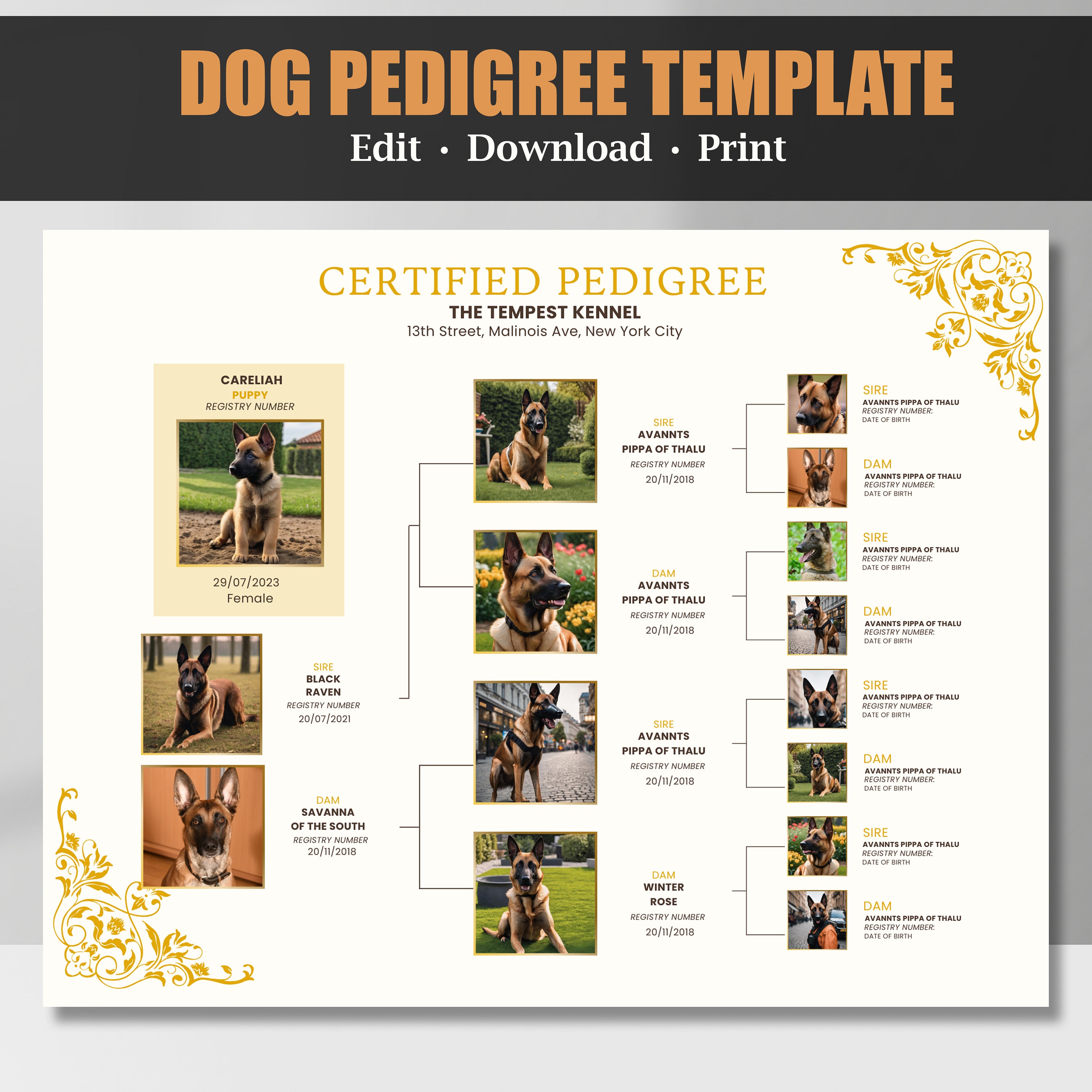 Dog Pedigree Chart Template: Printable Puppy Certificate (canva) - Etsy