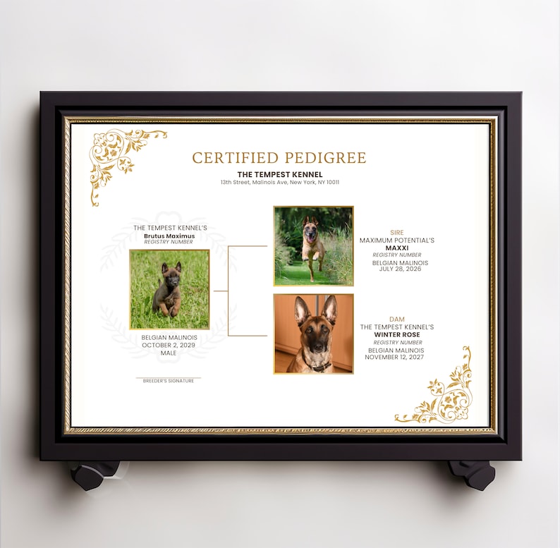 Dog Pedigree Chart, Printable Pedigree Certificate, Puppy Pedigree ...
