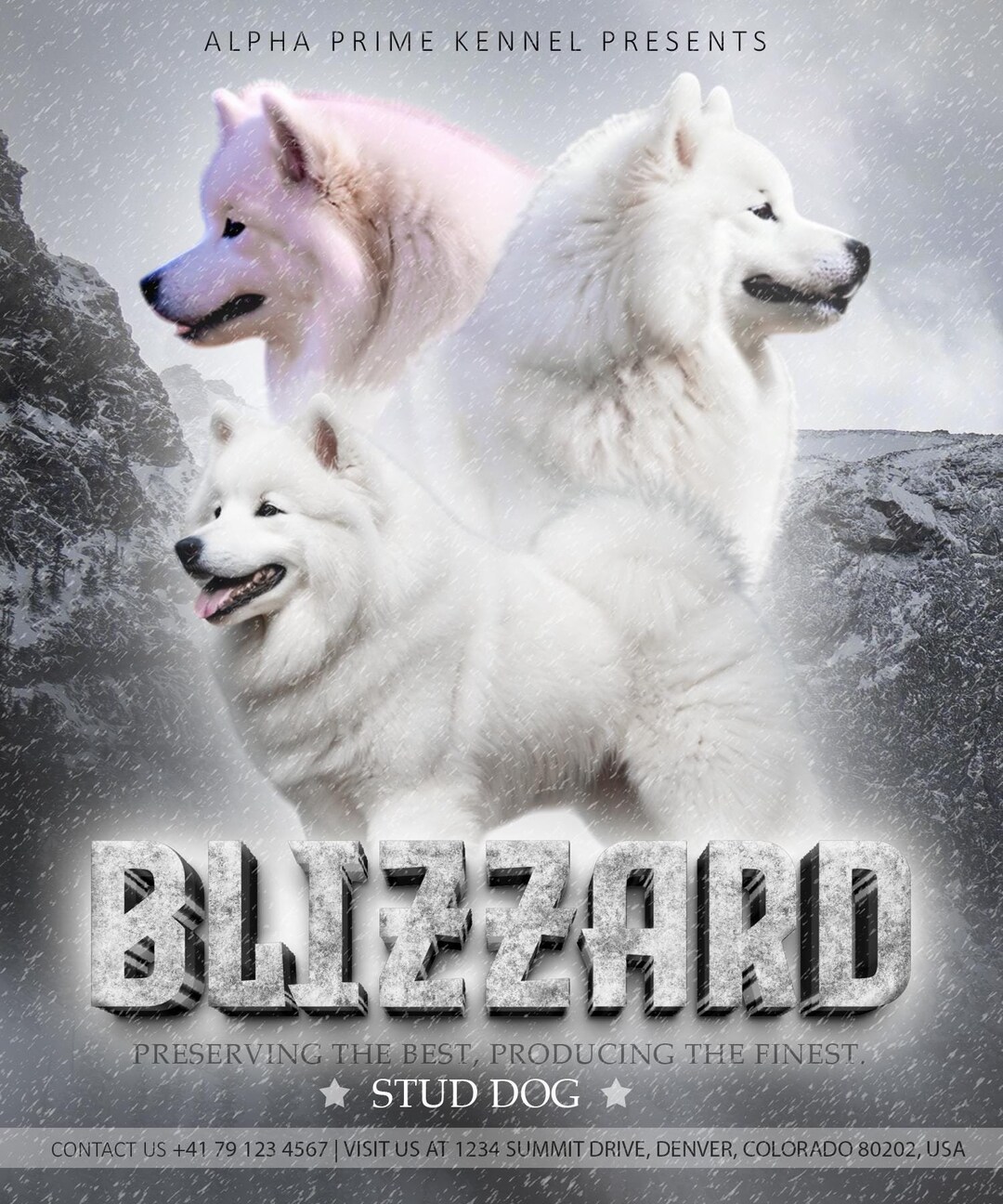 Stud Service Poster, Stud Dog Banner, Stud Advert, Dog Presentation ...