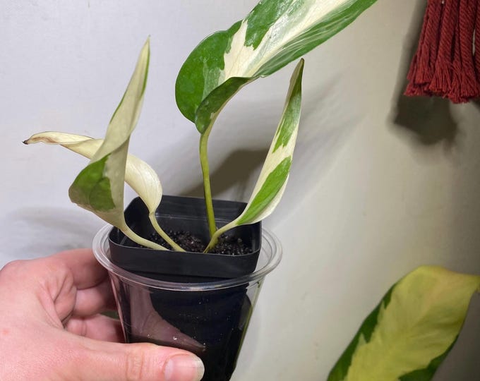 Mutant Manjula Pothos Rooted Plant - Etsy
