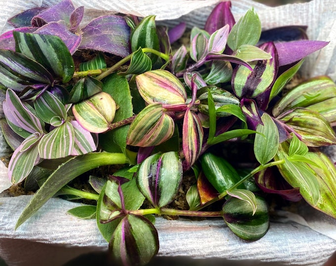 Tradescantia Pallida, Purple Secretia, Purple Heart, Purple Queen ...