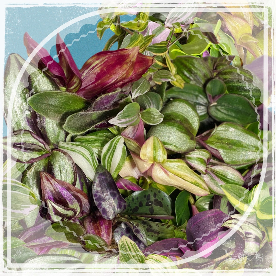 50+ Cuttings Huge Variety Tradescantia Starter/ Cutting Mix- Includes ...