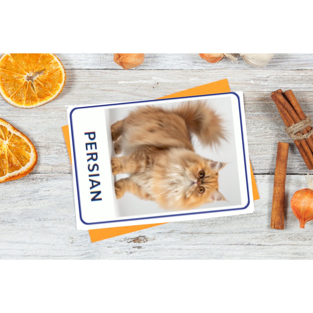 Perfectly Adorable, 32 Cat Species Flashcards for Kids and Toddlers ...