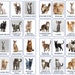 Perfectly Adorable, 32 Cat Species Flashcards for Kids and Toddlers ...