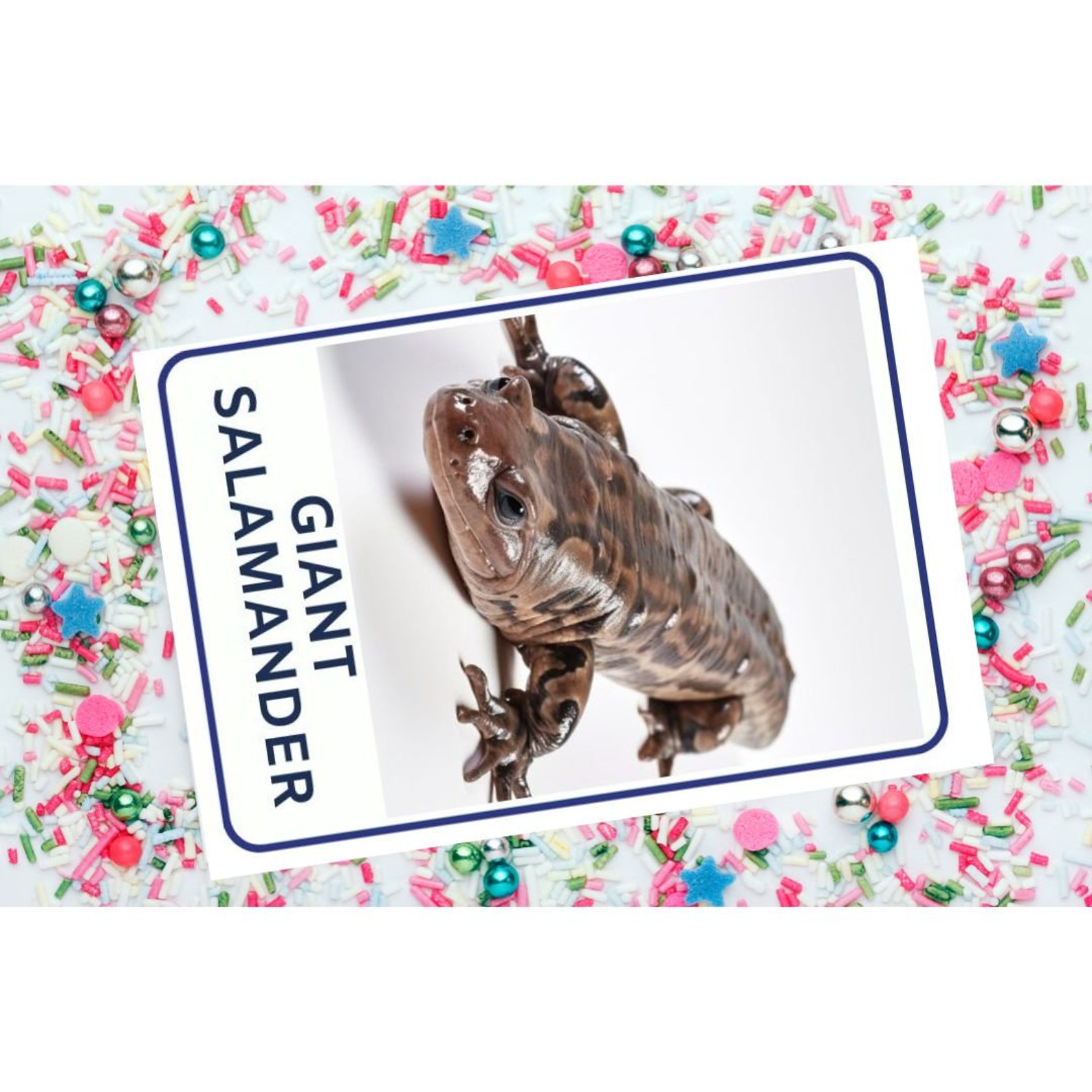 32 Amphibians and Reptiles Photo Flashcards: Amphibians and Reptiles ...