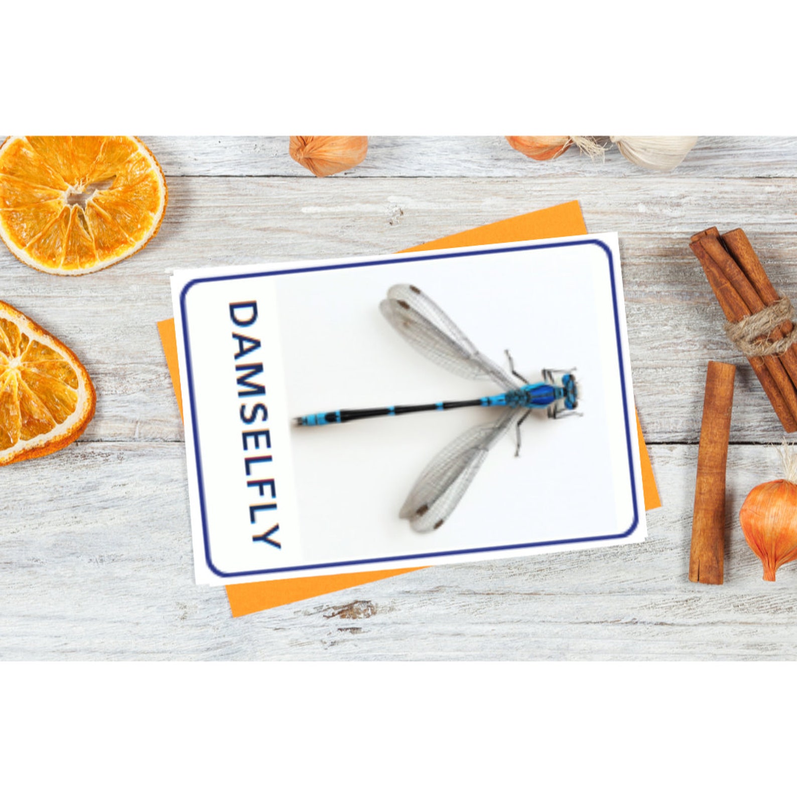 32 PNG Montessori Insects Types Flashcards, Toddlers Activity ...
