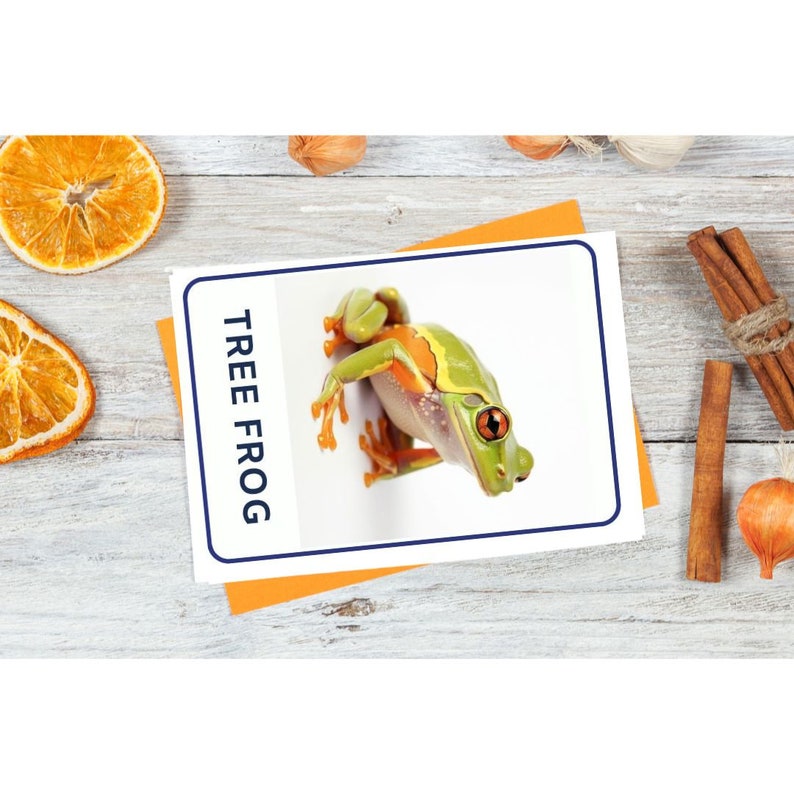 32 Amphibians and Reptiles Photo Flashcards: Amphibians and Reptiles ...