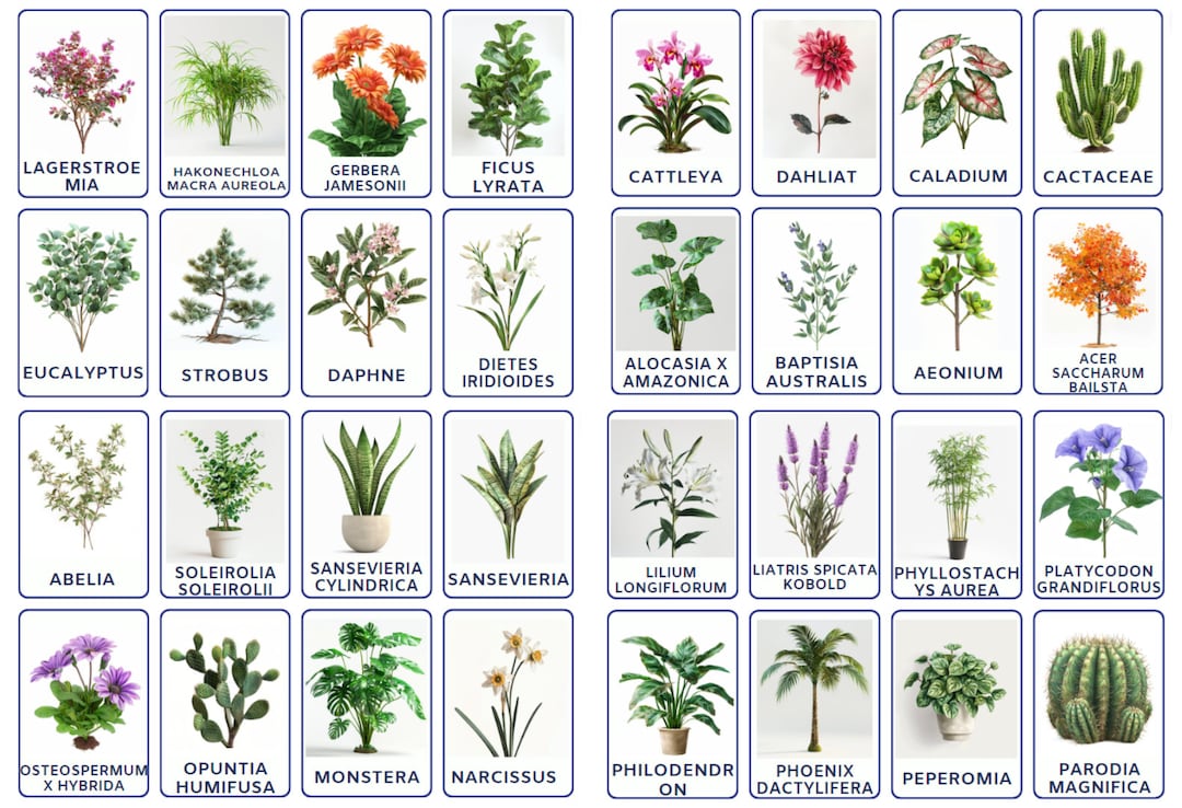 Title: Discover Plants Types With 32 Montessori Flash Cards ...