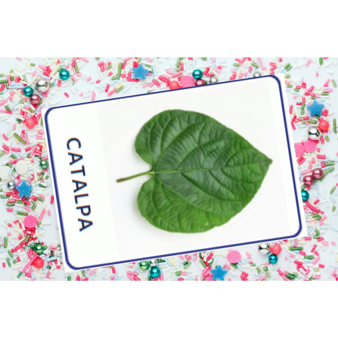 32 PNG Plants Leaves Montessori Flashcards, Nomenclature Flashcards ...
