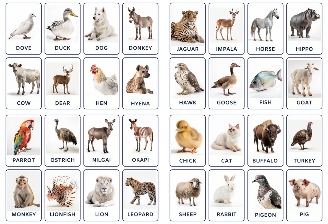Farm Animals Montessori Flashcards 32 Editable Nomenclature Cards for ...