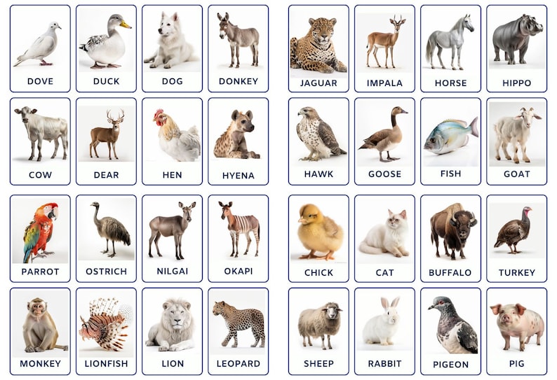 Farm Animals Montessori Flashcards 32 Editable Nomenclature Cards for ...