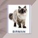 Perfectly Adorable, 32 Cat Species Flashcards for Kids and Toddlers ...