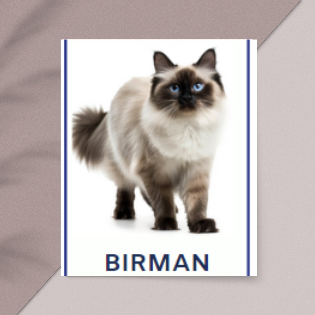 Perfectly Adorable, 32 Cat Species Flashcards for Kids and Toddlers ...