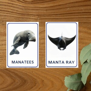 32 PNG Montessori Ocean Animals Flashcards, Toddler Activitiy ...