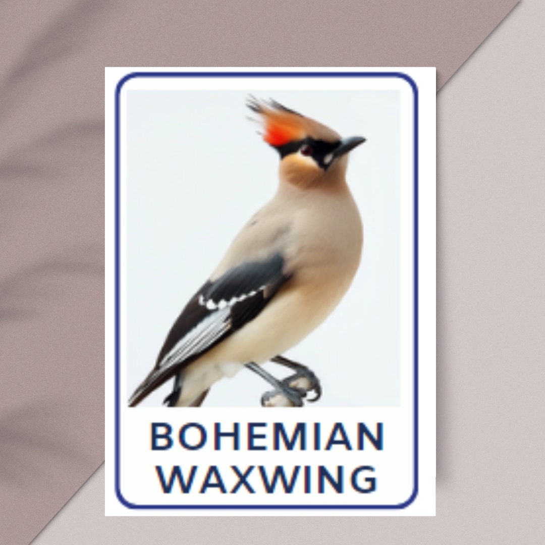 32 PNG Winter Birds Montessori Flashcards, Toddler Activity ...