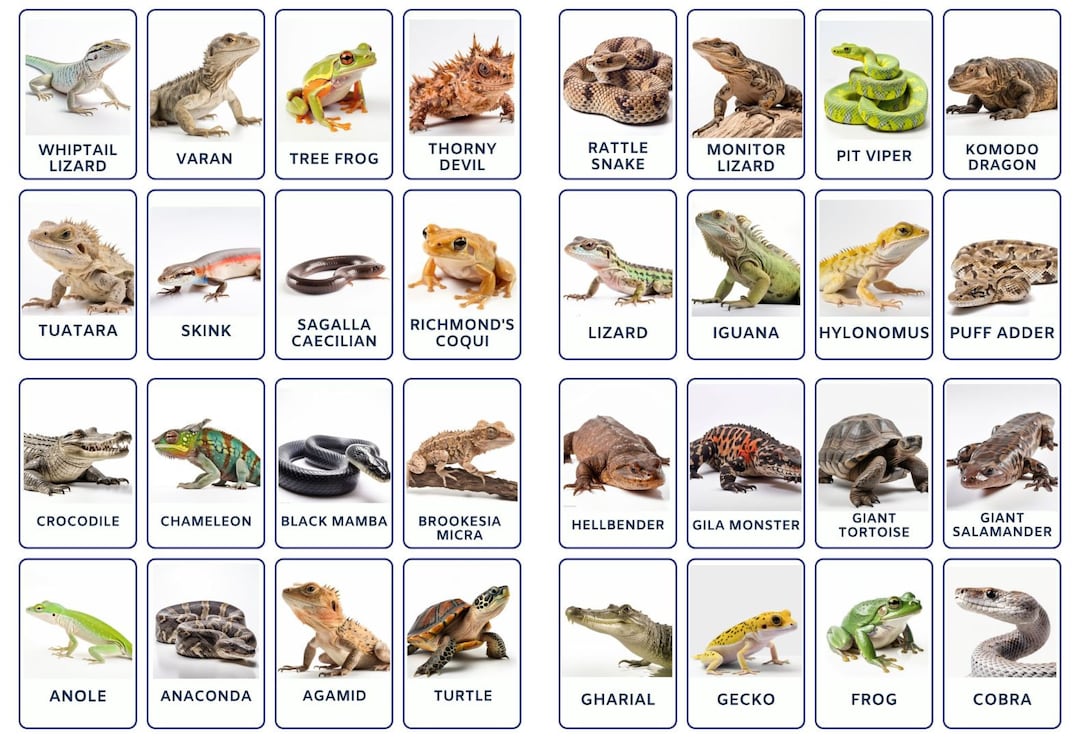 32 Amphibians and Reptiles Photo Flashcards: Amphibians and Reptiles ...
