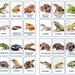 32 Amphibians and Reptiles Photo Flashcards: Amphibians and Reptiles ...