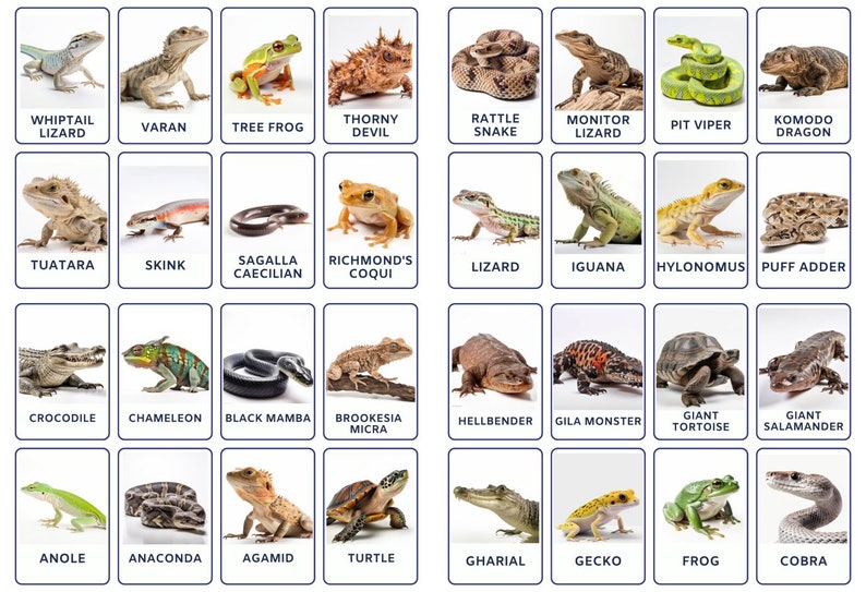 32 Amphibians and Reptiles Photo Flashcards: Amphibians and Reptiles ...