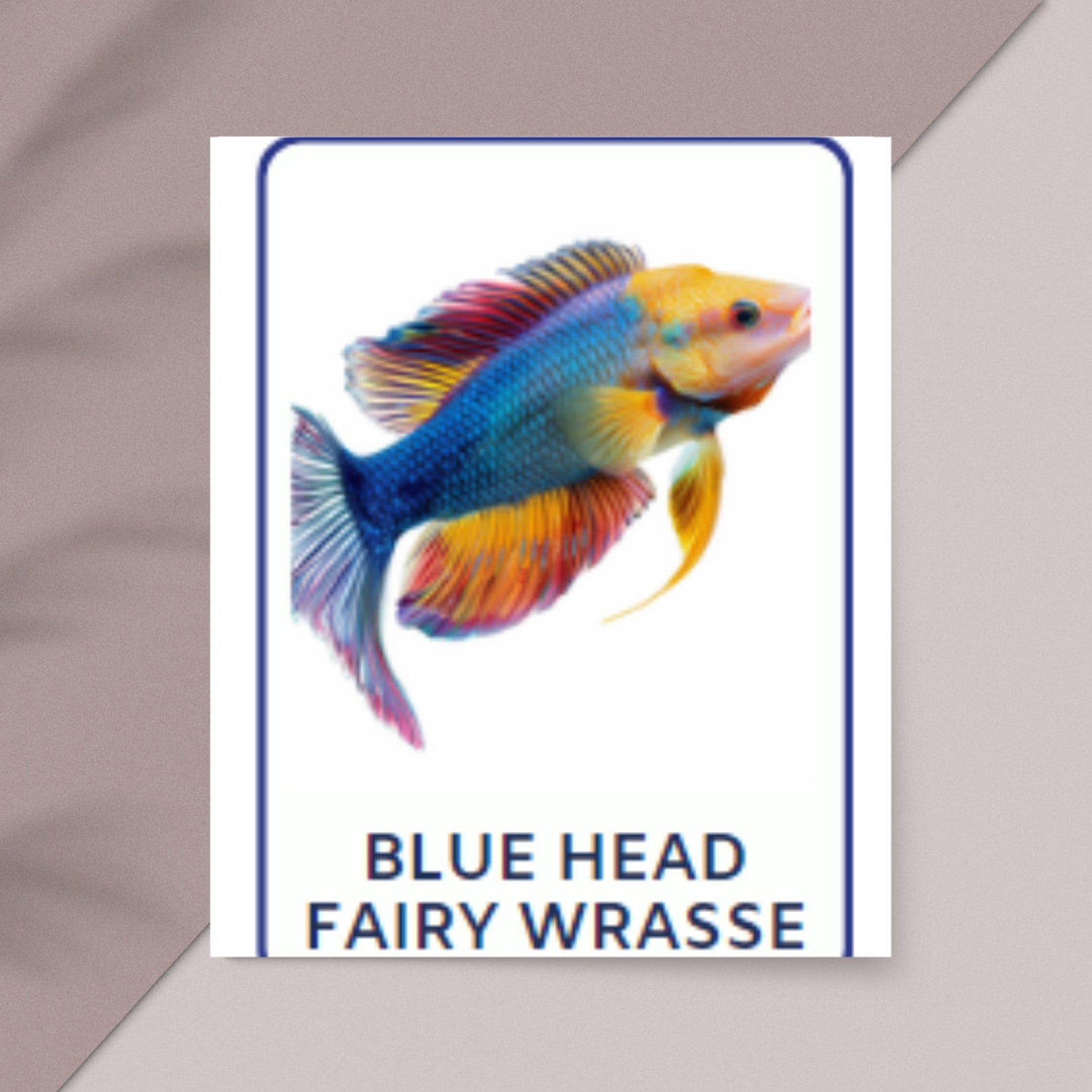 Perfectly Adorable, 32 Fish Species Flashcards for Kids and Toddlers ...