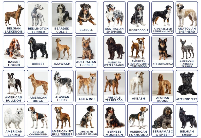 32 PNG Dog Species Flashcards for Kids and Toddlers, Montessori ...