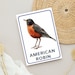 32 PNG Winter Birds Montessori Flashcards, Toddler Activity ...