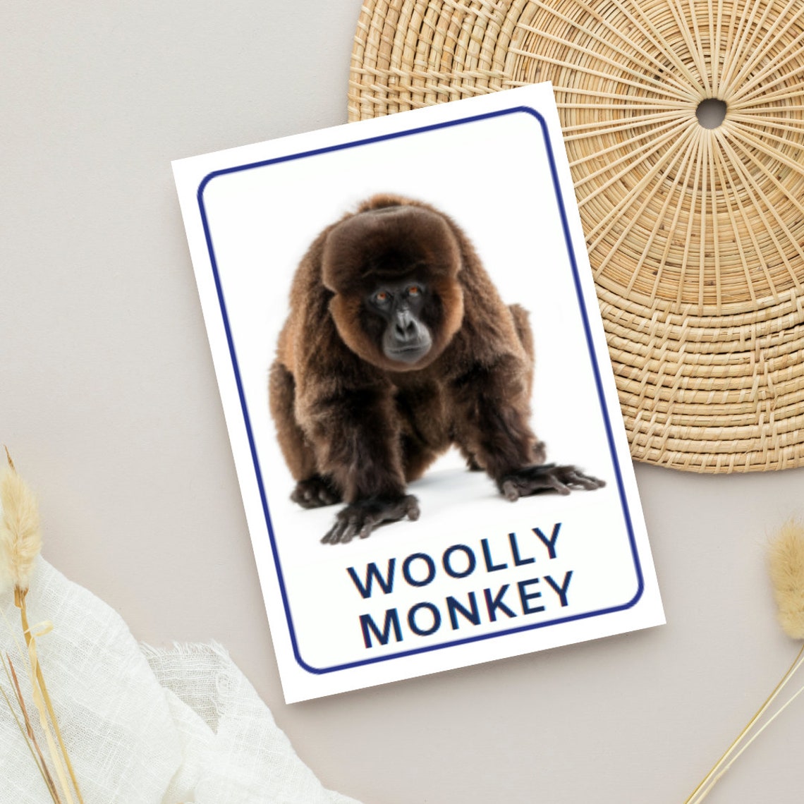 Explore 32 Monkey Species Flashcards Designed for Children, Monkey ...