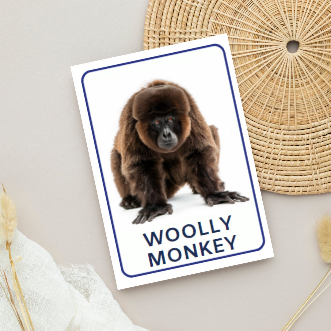 Explore 32 Monkey Species Flashcards Designed for Children, Monkey ...