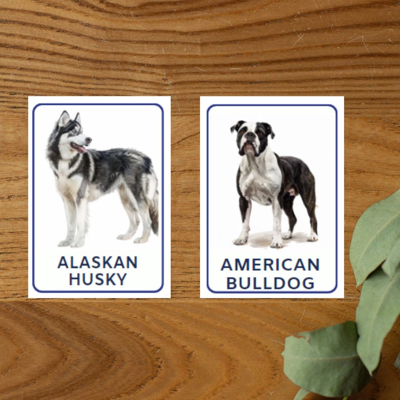 32 PNG Dog Species Flashcards for Kids and Toddlers, Montessori ...