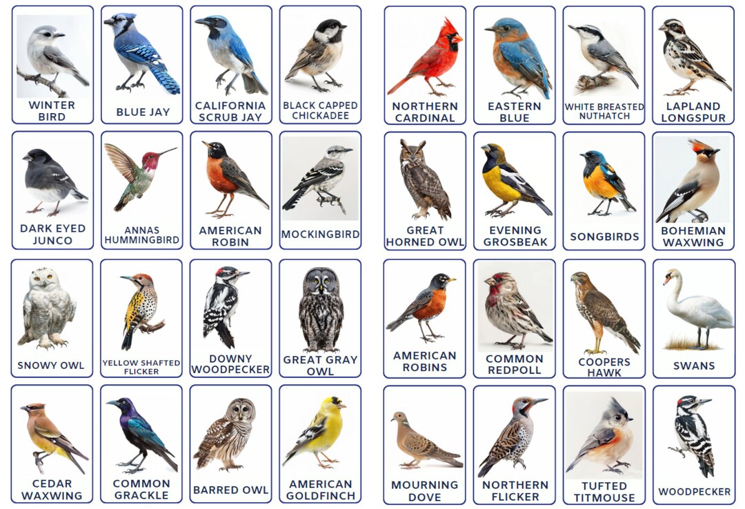 32 PNG Winter Birds Montessori Flashcards, Toddler Activity ...