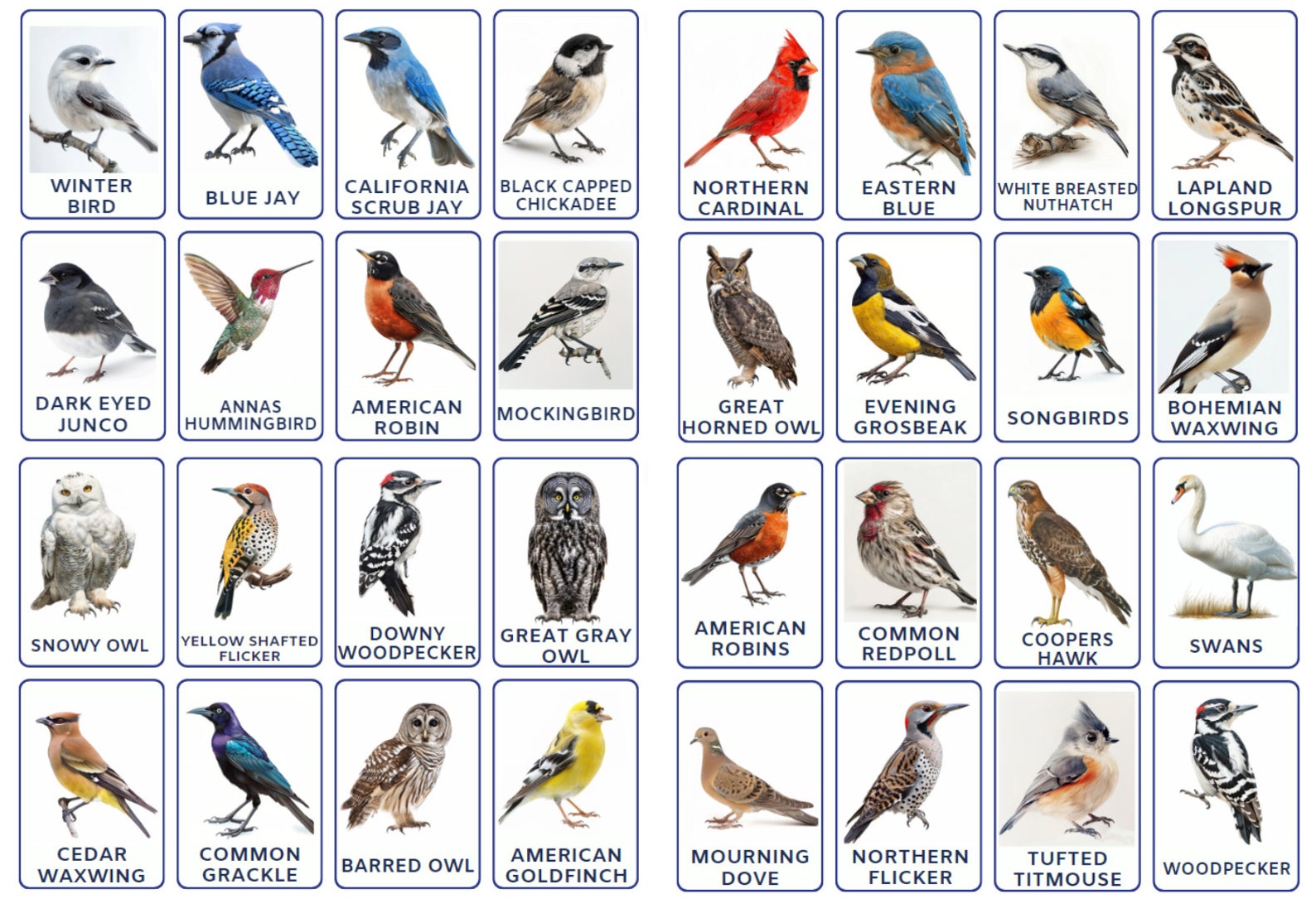 32 PNG Winter Birds Montessori Flashcards, Toddler Activity ...