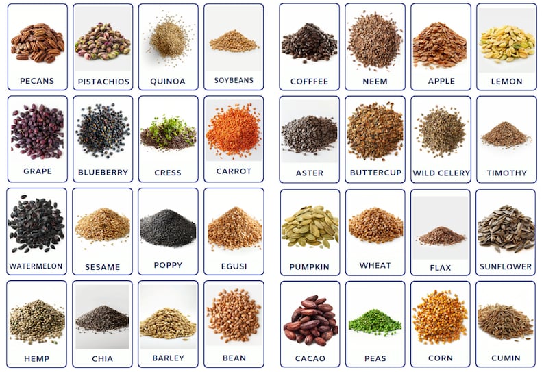32 PNG Montessori Seeds Types Flashcards, Toddler Activity ...