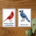 32 PNG Winter Birds Montessori Flashcards, Toddler Activity ...
