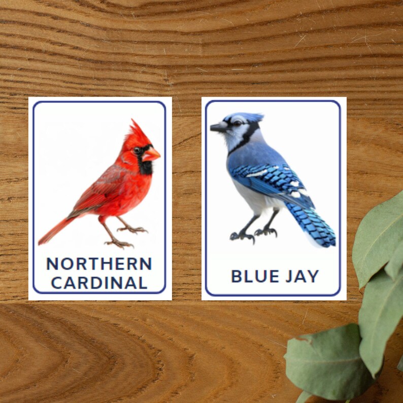 32 PNG Winter Birds Montessori Flashcards, Toddler Activity ...