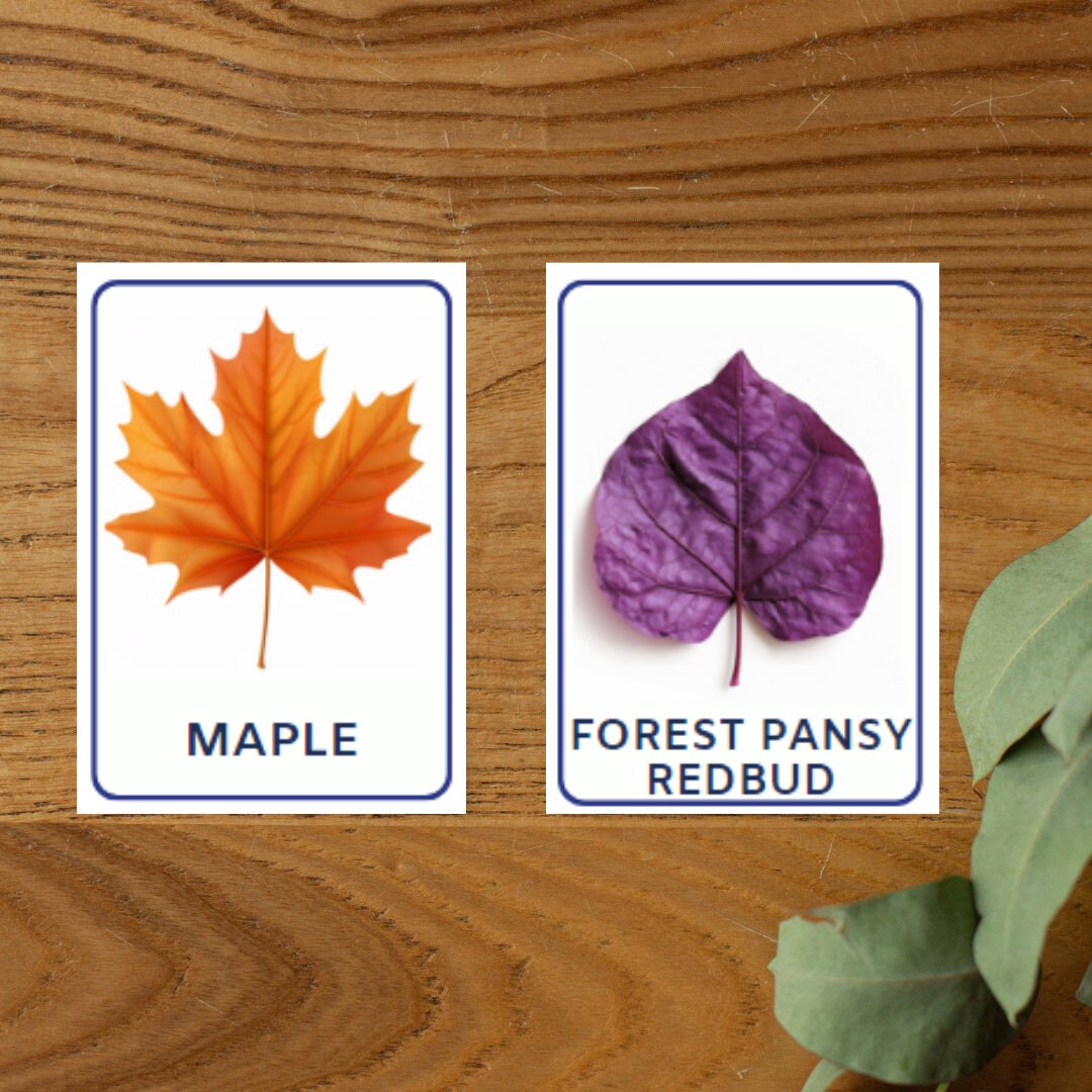 32 PNG Plants Leaves Montessori Flashcards, Nomenclature Flashcards ...