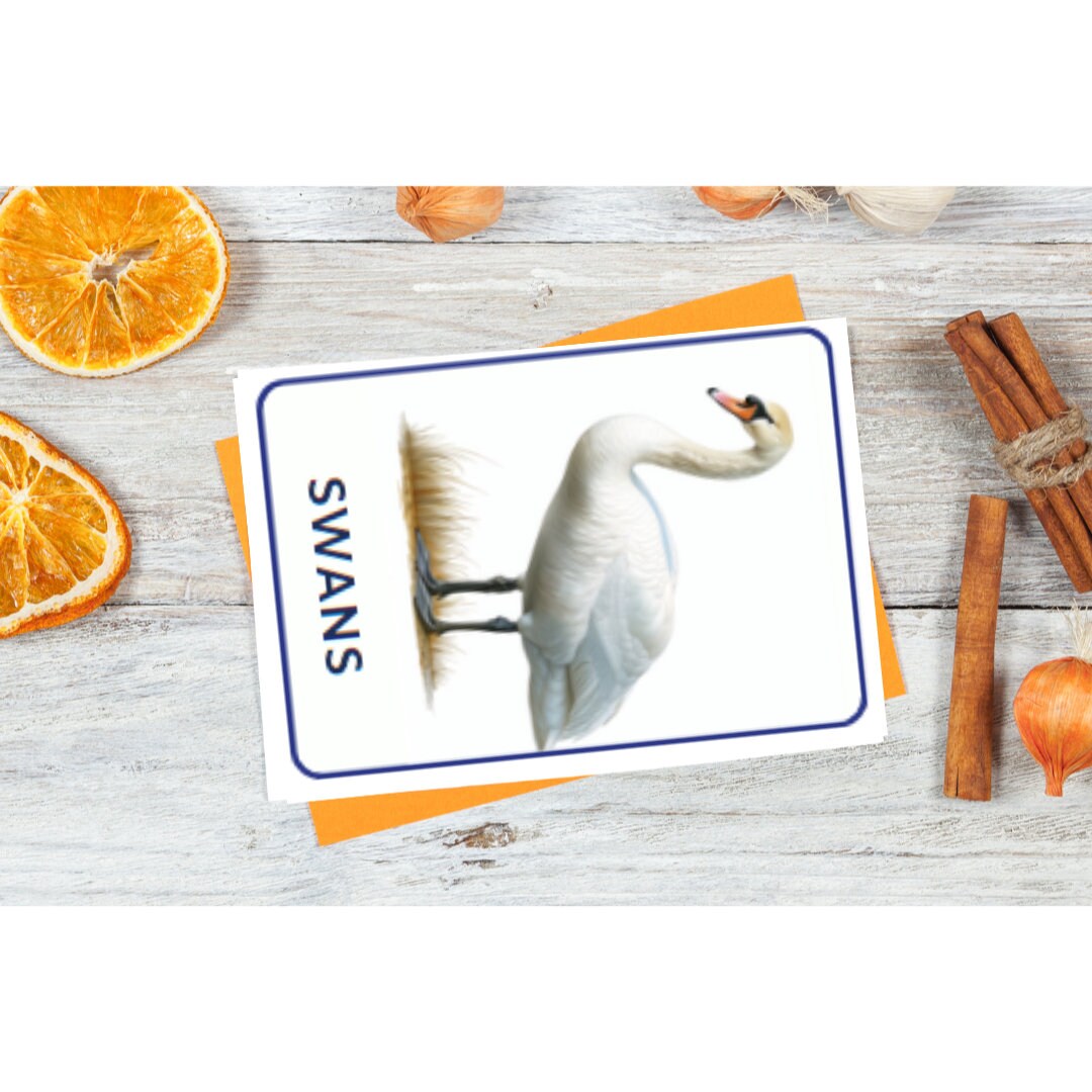 32 PNG Winter Birds Montessori Flashcards, Toddler Activity ...