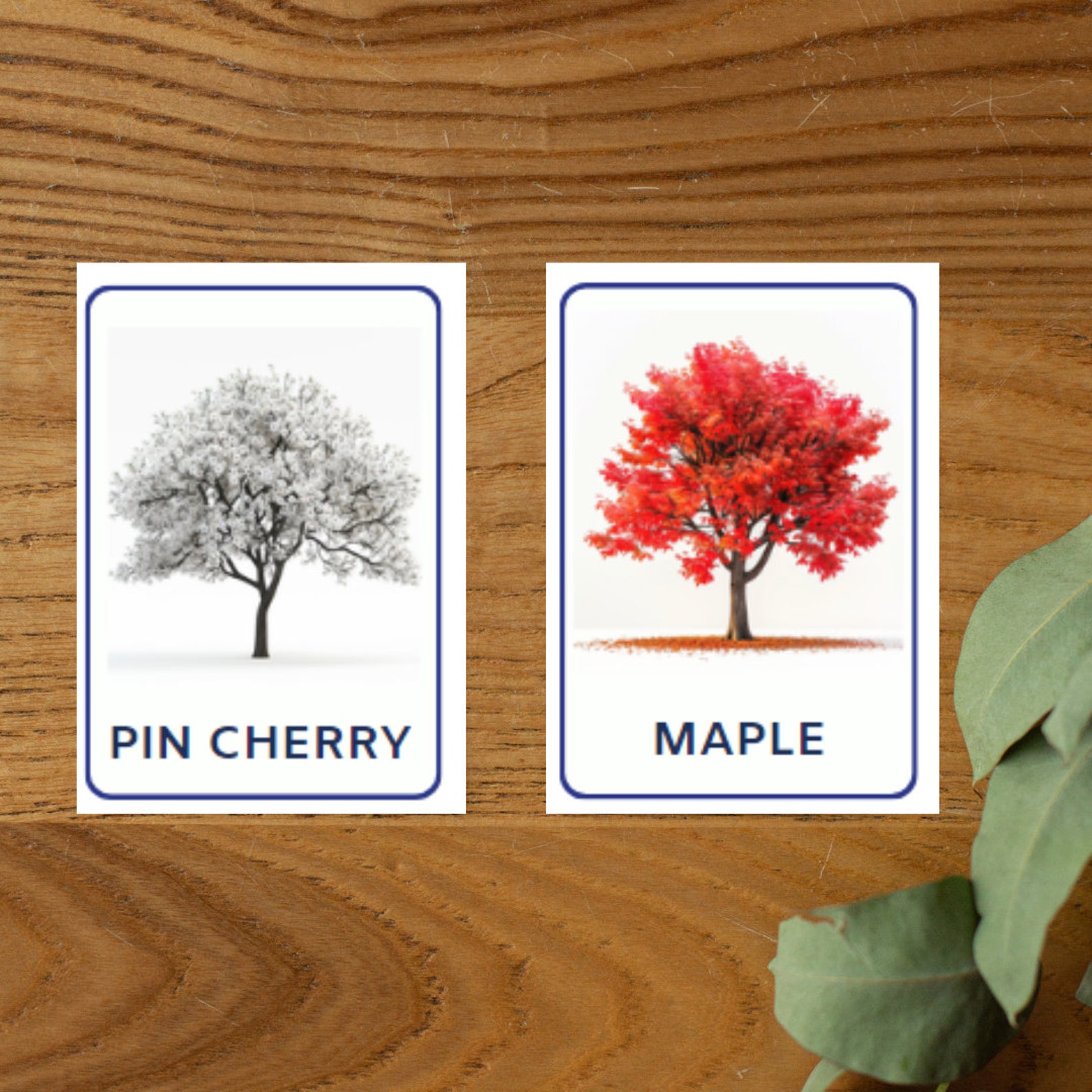 32 PNG Trees, Real Pictures, Montessori Cards, Nomenclature Flashcards ...