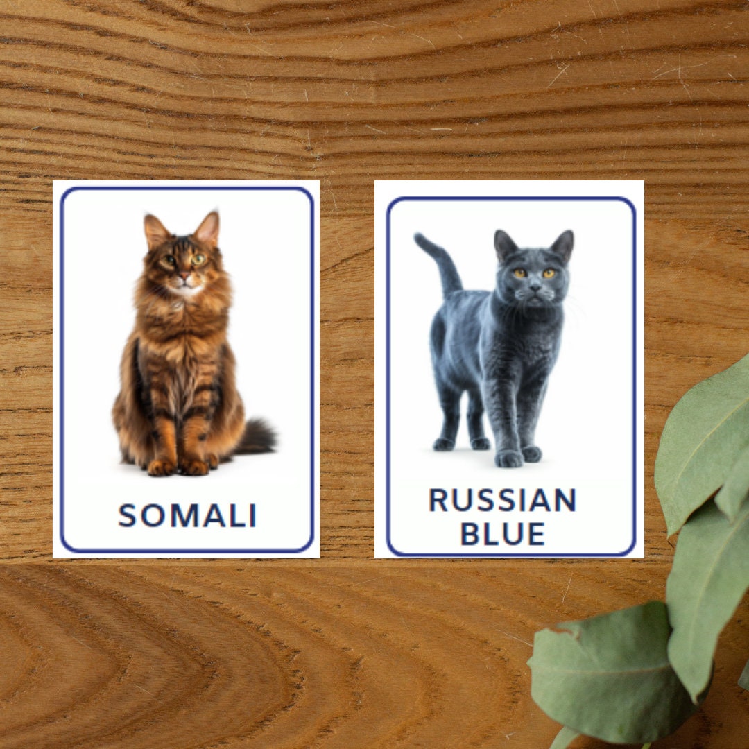 Perfectly Adorable, 32 Cat Species Flashcards for Kids and Toddlers ...