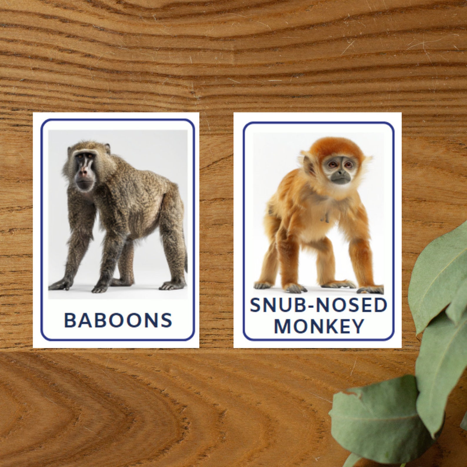 Explore 32 Monkey Species Flashcards Designed for Children, Monkey ...