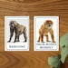 Explore 32 Monkey Species Flashcards Designed for Children, Monkey ...
