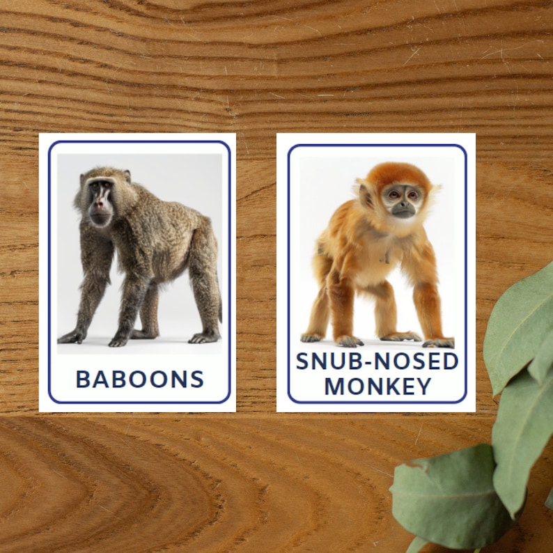 Explore 32 Monkey Species Flashcards Designed for Children, Monkey ...