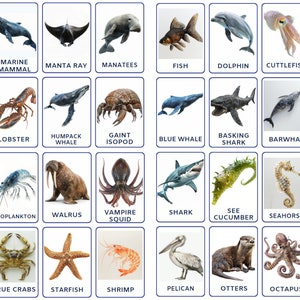 32 PNG Montessori Ocean Animals Flashcards, Toddler Activitiy ...