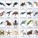 32 PNG Montessori Ocean Animals Flashcards, Toddler Activitiy ...