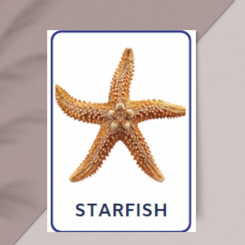 32 PNG Montessori Ocean Animals Flashcards, Toddler Activitiy ...