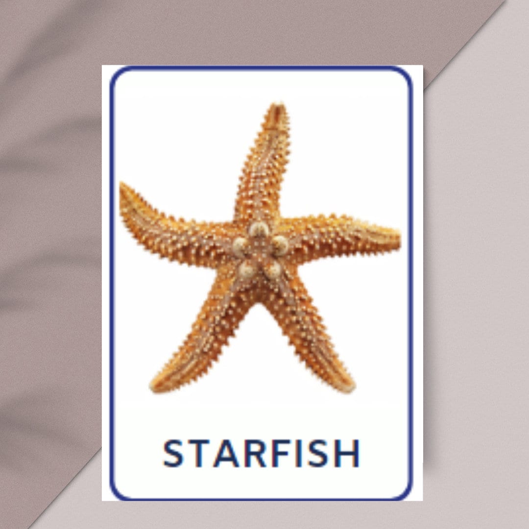 32 PNG Montessori Ocean Animals Flashcards, Toddler Activitiy ...