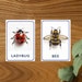 32 PNG Montessori Insects Types Flashcards, Toddlers Activity ...