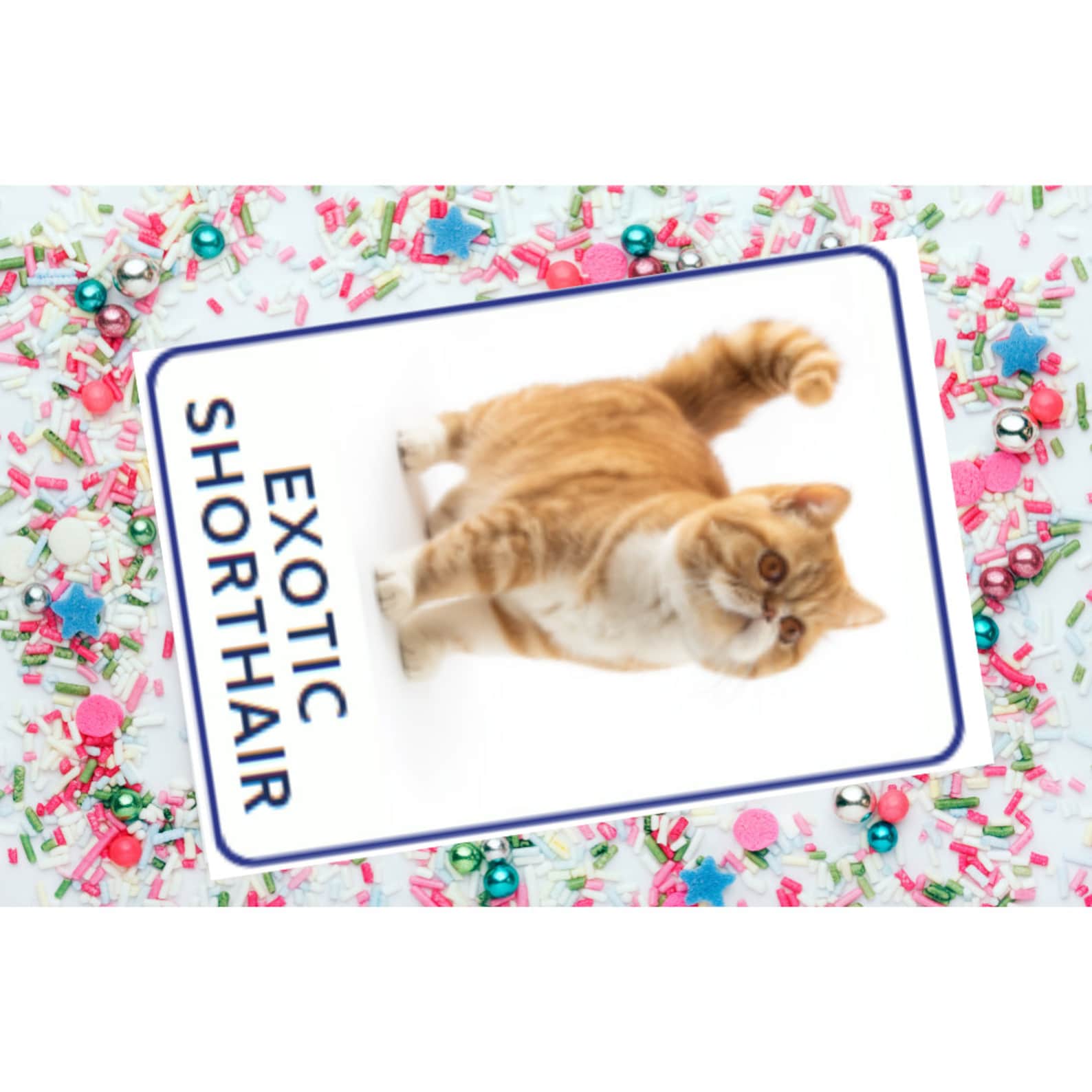 Perfectly Adorable, 32 Cat Species Flashcards for Kids and Toddlers ...