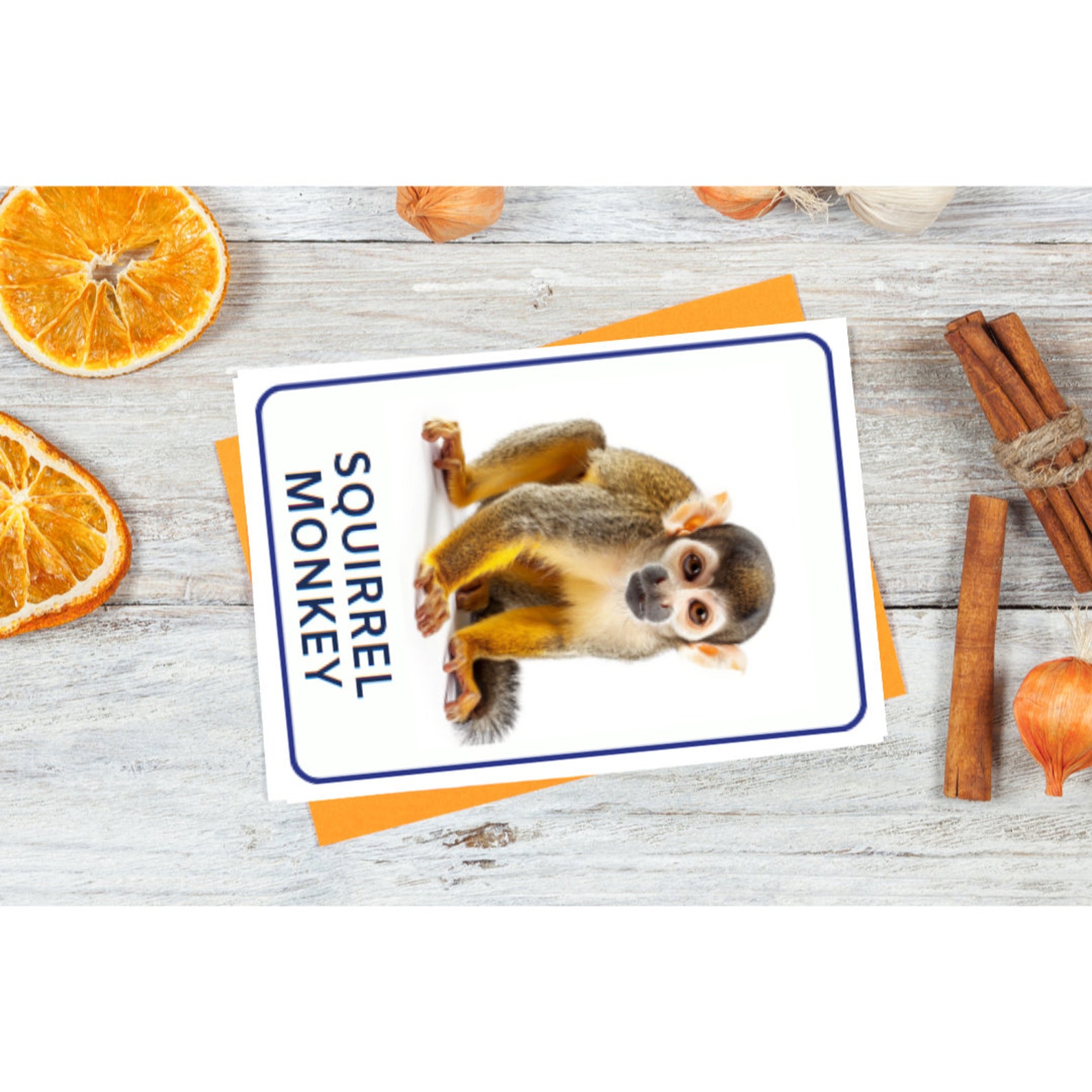 Explore 32 Monkey Species Flashcards Designed for Children, Monkey ...